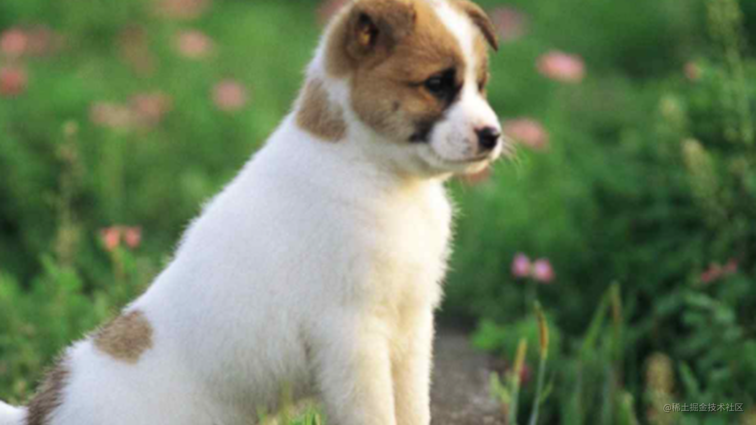 elementui expand-row-keys自动展开 - 掘金